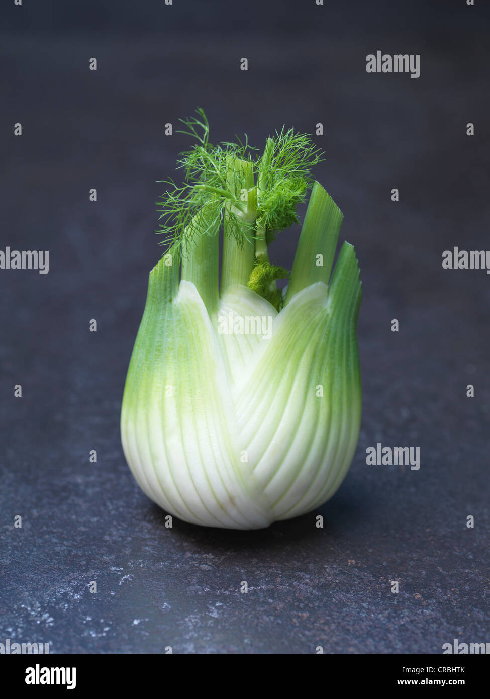 Grey fennel hi-res stock photography and images - Alamy