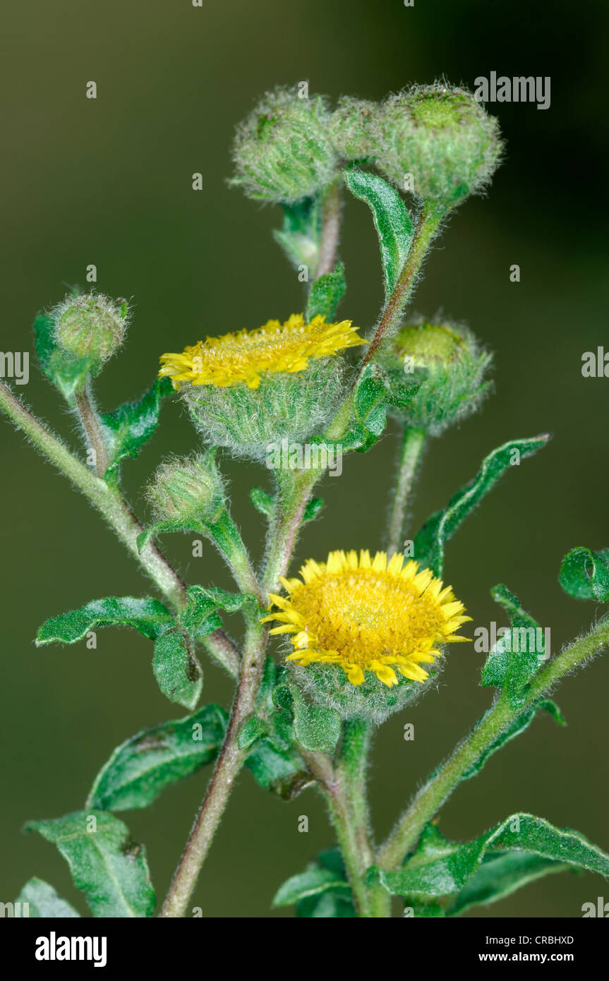 SMALL FLEABANE Pulicaria vulgaris Stock Photo - Alamy
