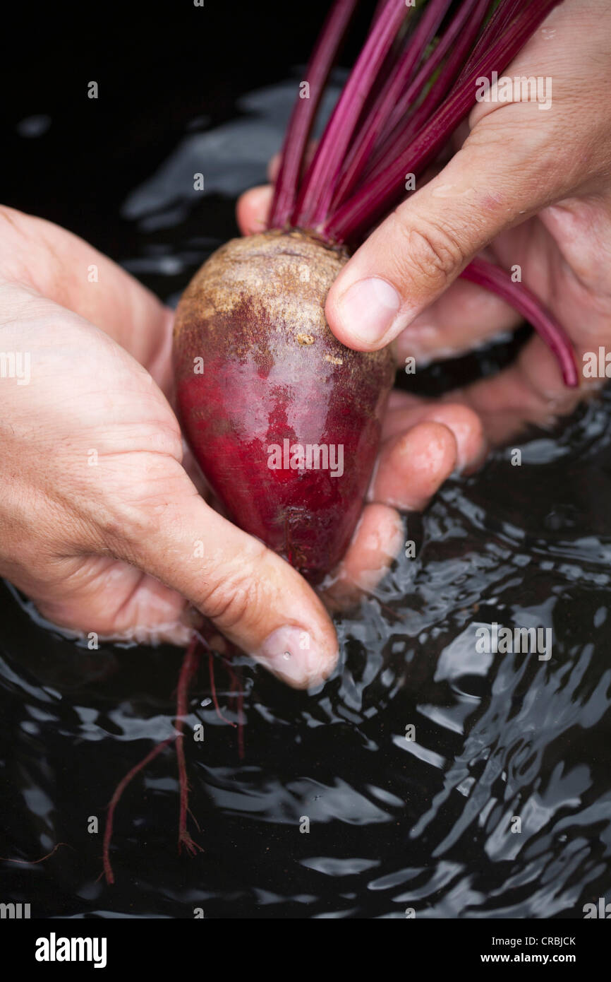 Hands washing beetroot Stock Photo - Alamy