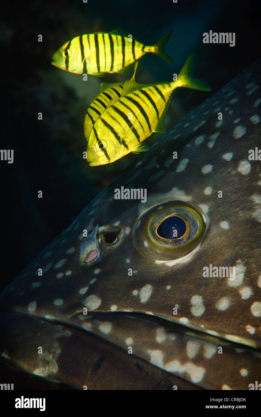 Close up of a giant grouper with golden trevallies, Mabul, Sabah ...