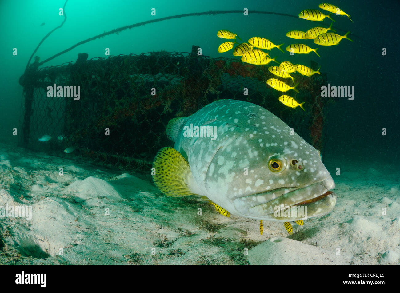 A giant grouper with a school of golden trevallies, Mabul, Sabah ...
