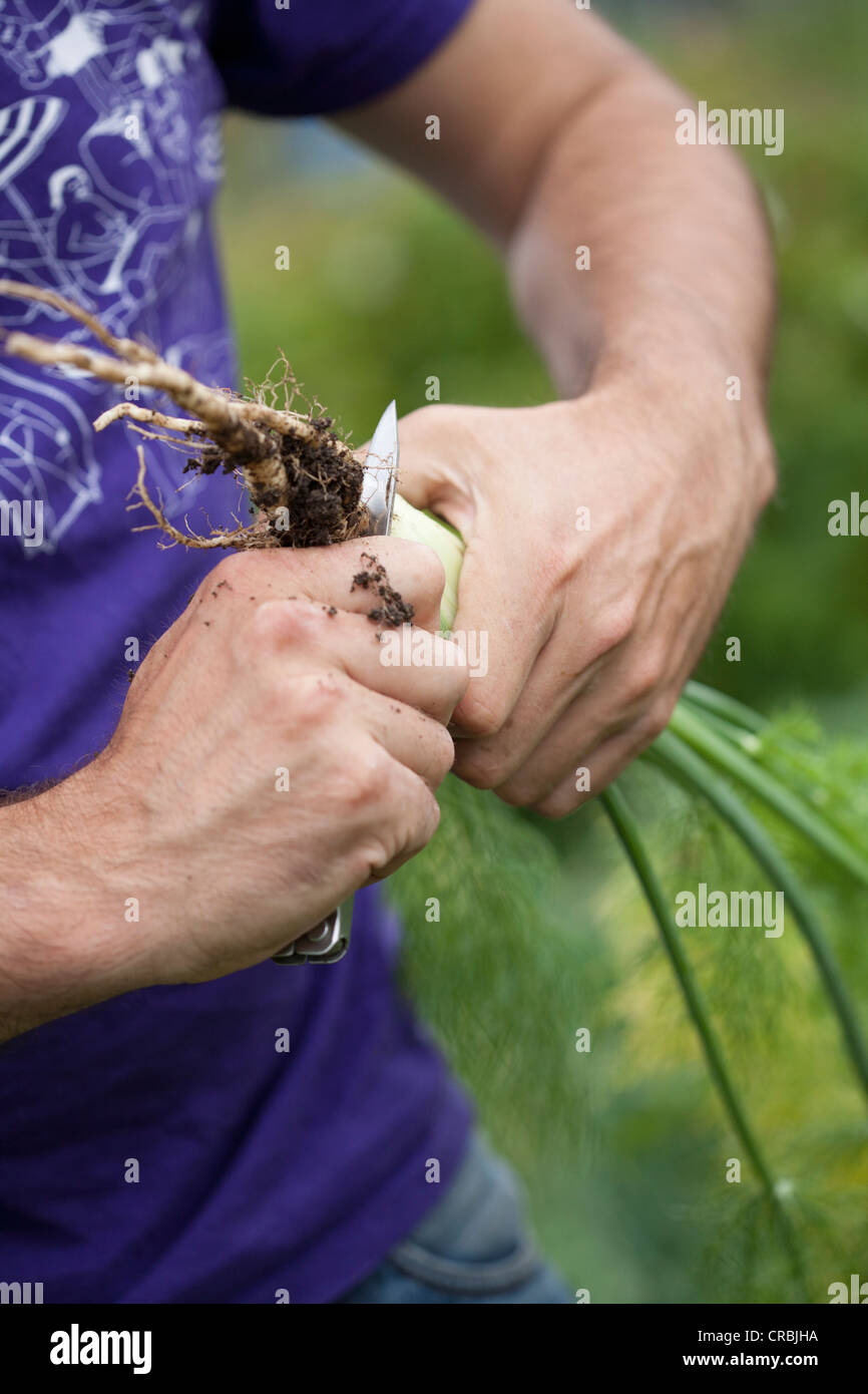 Worker cutting fennel root outdoors Stock Photo - Alamy