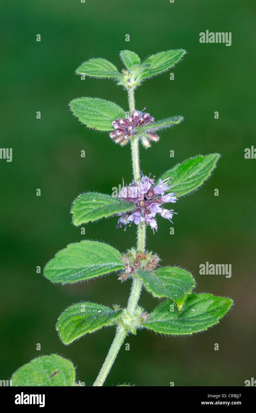 CORN MINT Mentha arvensis (Lamiaceae Stock Photo - Alamy