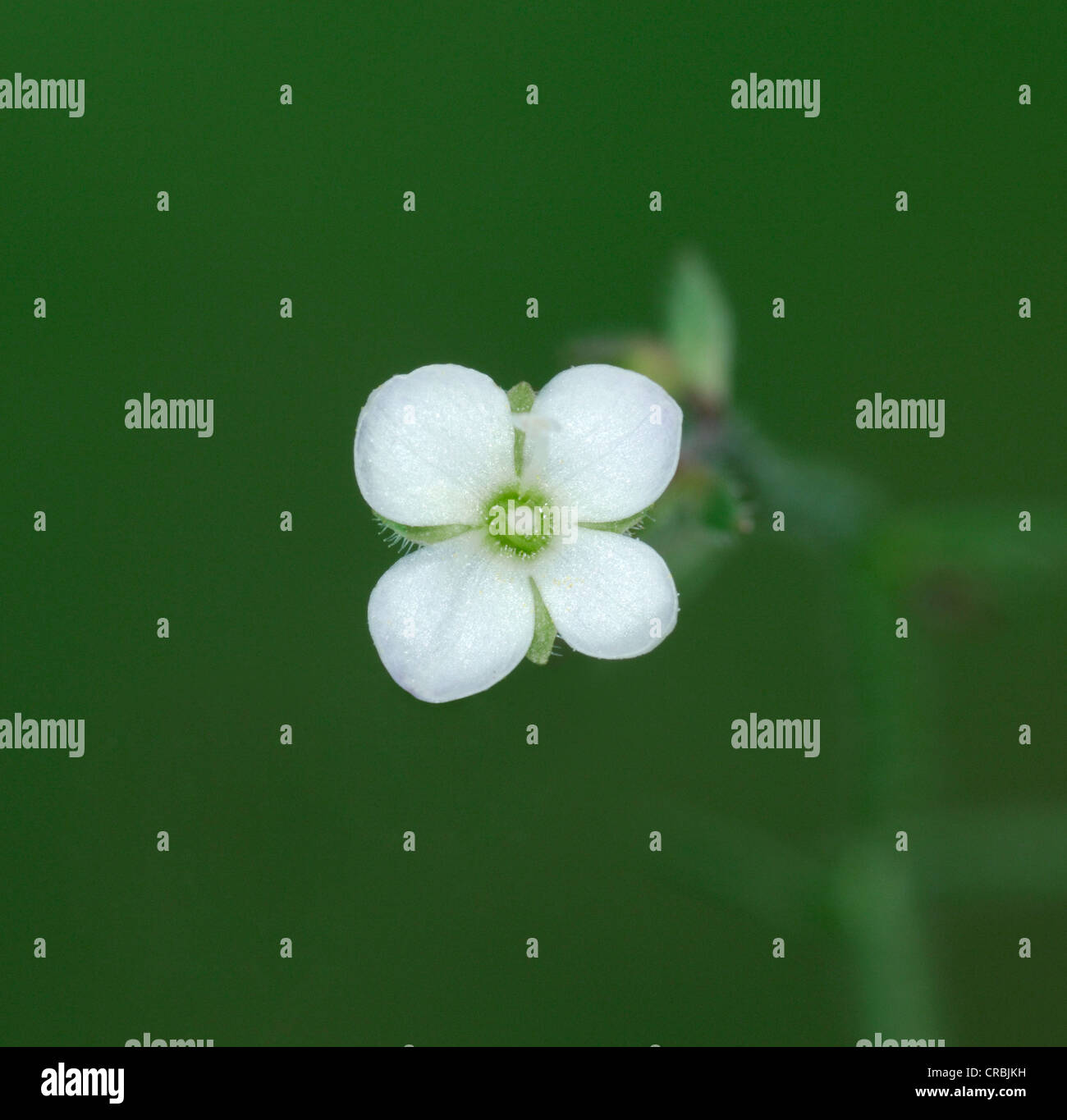 MARSH SPEEDWELL Veronica scutellata (Scrophulariaceae Stock Photo - Alamy