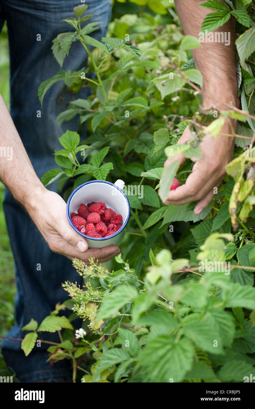 Man picking raspberries from bush Stock Photo - Alamy