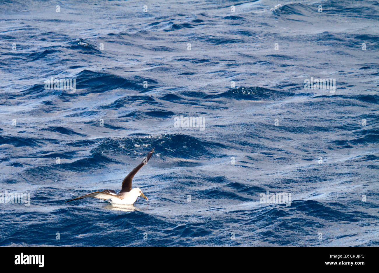Atlantic Yellow-nosed Albatross feeding on the ocean surface, South ...