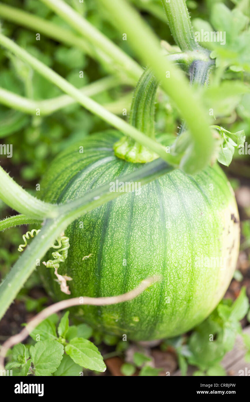 Pumpkin Growing On Vine Stock Photos & Pumpkin Growing On Vine Stock ...