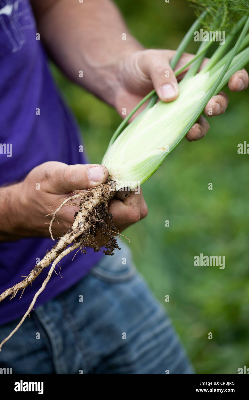 Worker holding fennel root outdoors Stock Photo - Alamy