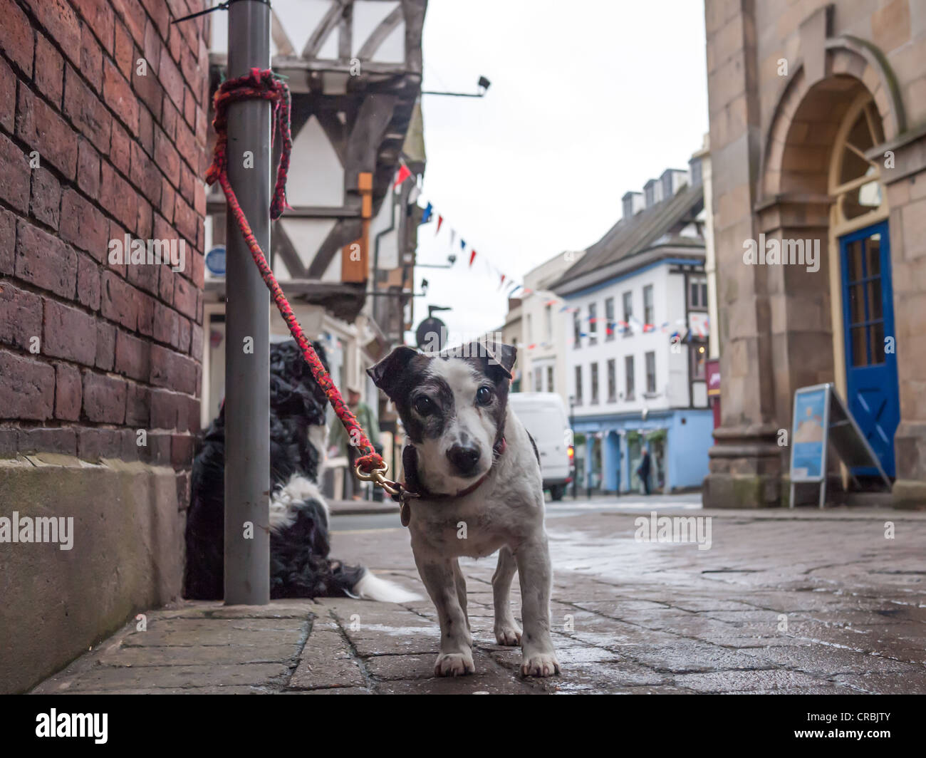 Urban jack russell hi-res stock photography and images - Alamy