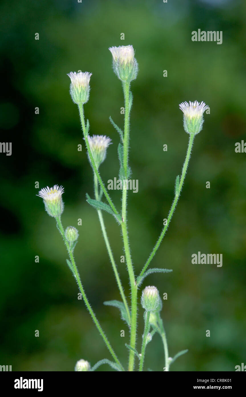 BLUE FLEABANE Erigeron acer (Asteraceae Stock Photo - Alamy