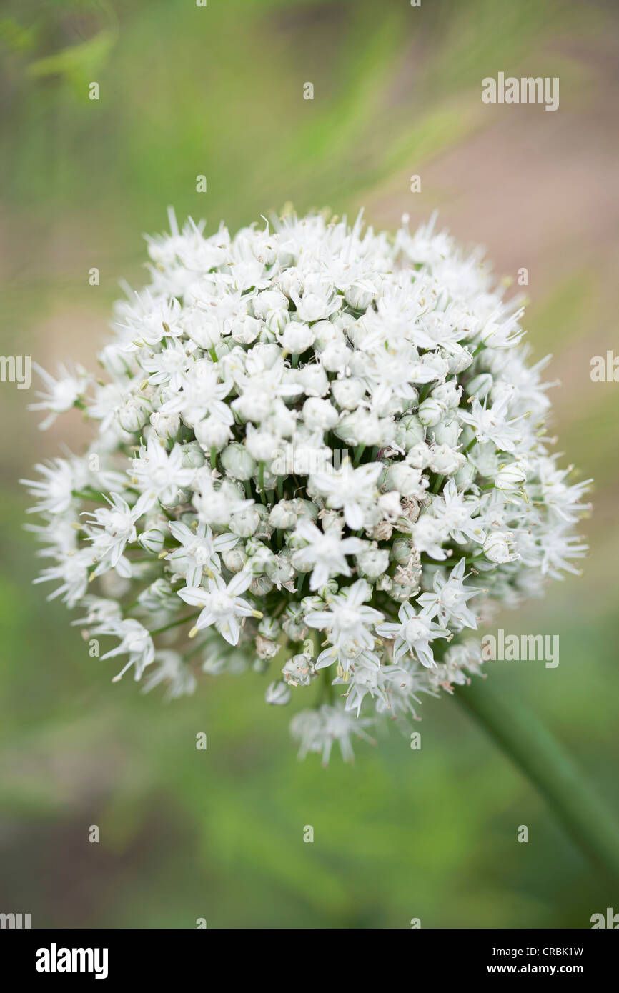 Close up of white allium flower Stock Photo - Alamy