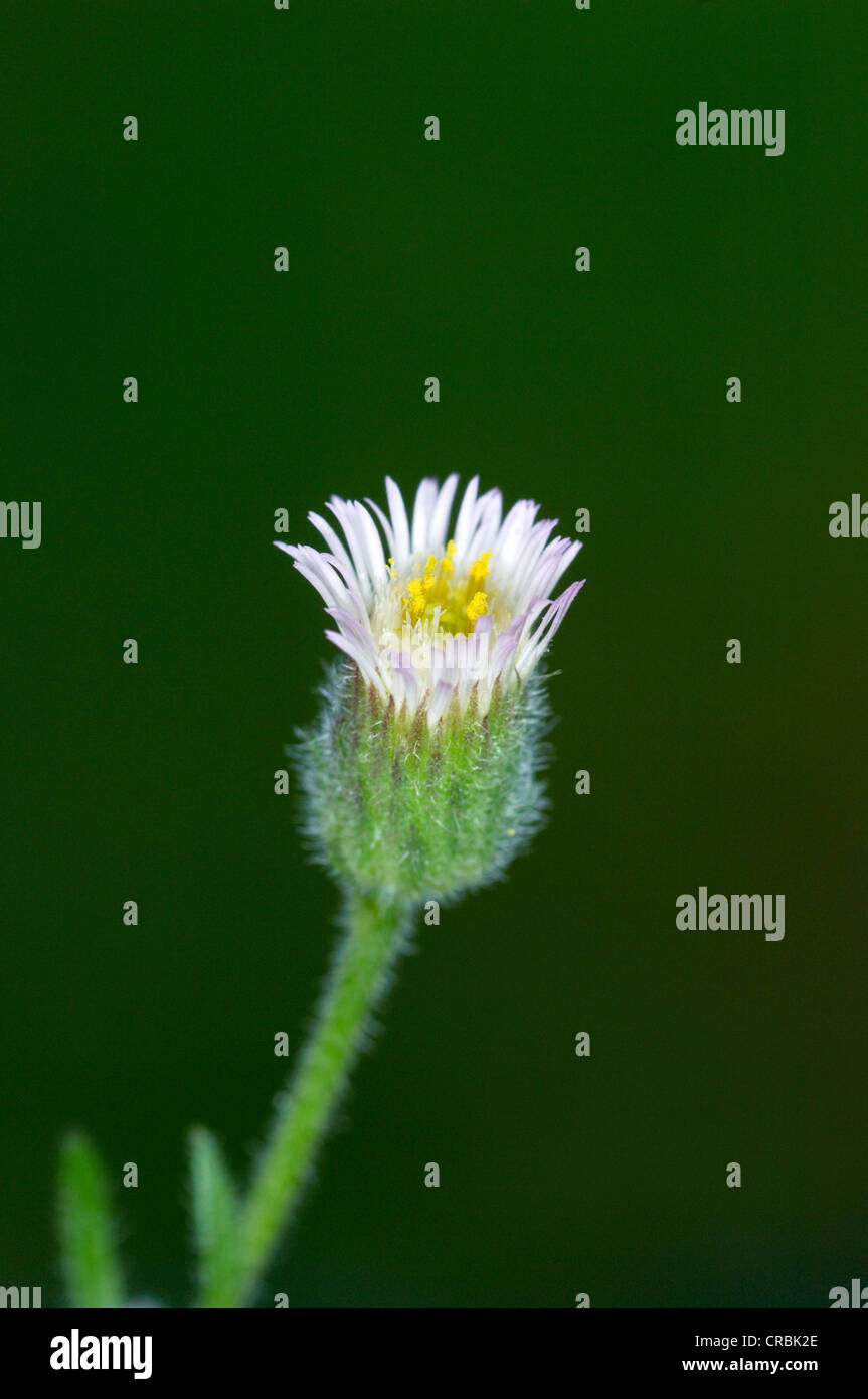 BLUE FLEABANE Erigeron acer (Asteraceae Stock Photo - Alamy