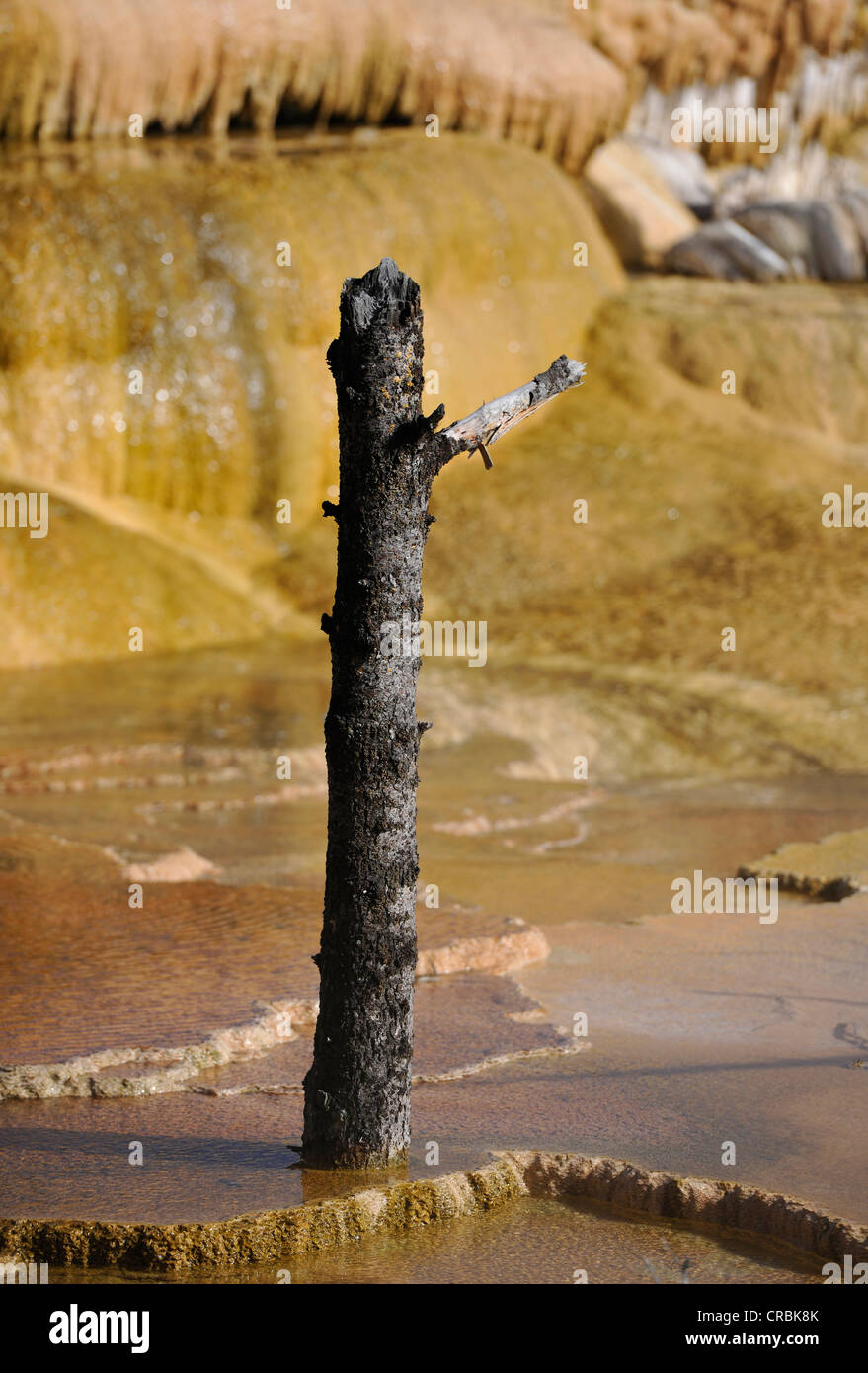 Canary Spring Terrace, limestone sinter terraces, geysers, hot springs ...