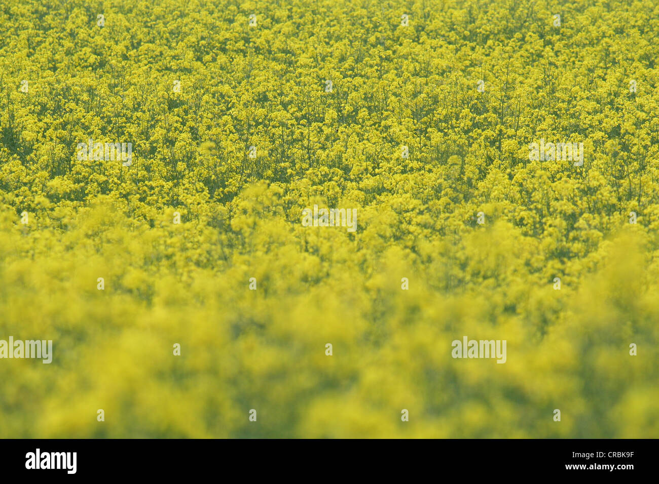 Yellow rape seed Stock Photo - Alamy