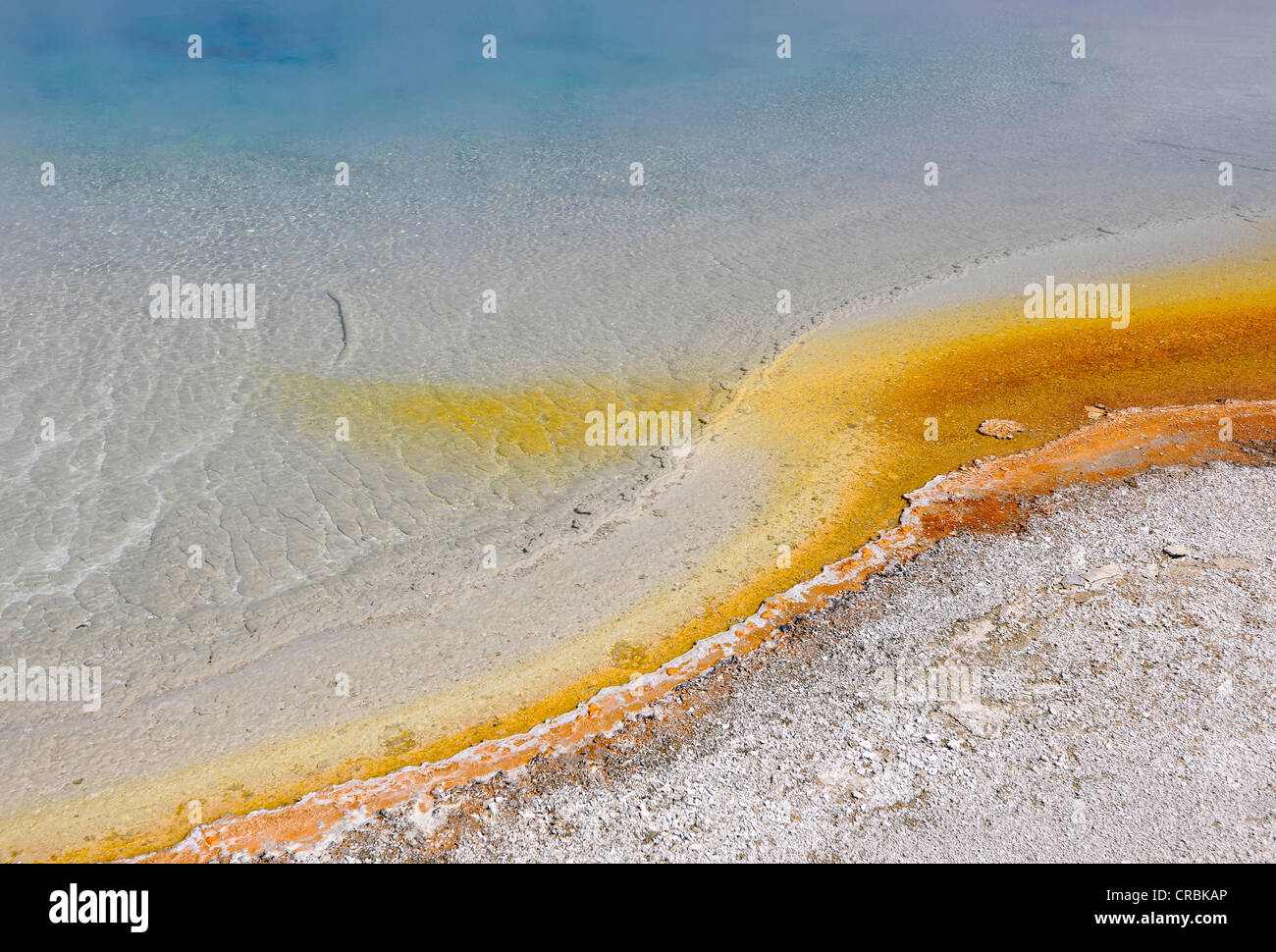 Thermophilic Microorganisms High Resolution Stock Photography and ...