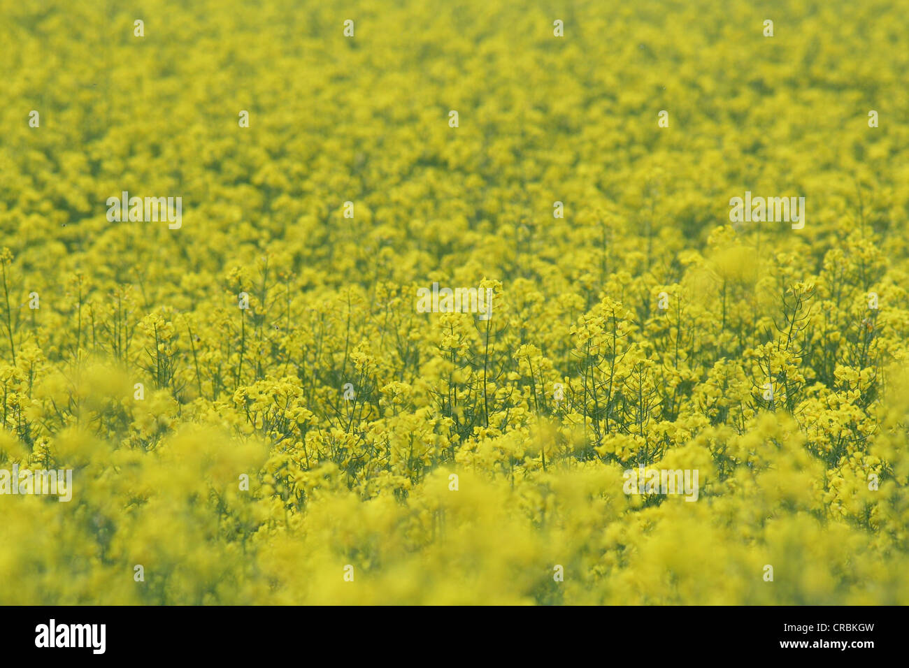 Yellow rape seed Stock Photo - Alamy