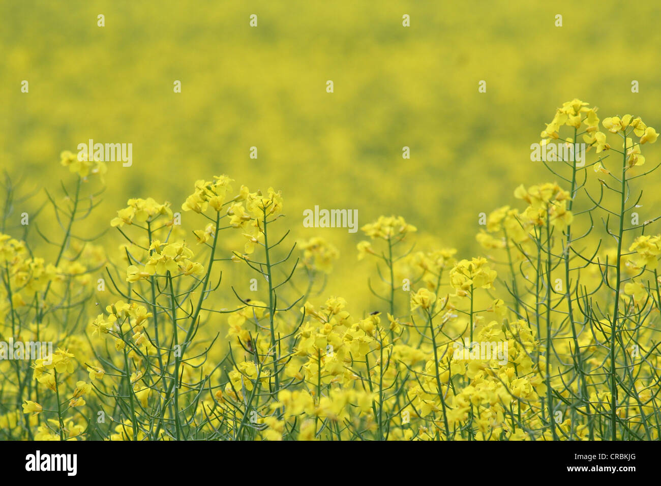 Yellow rape seed Stock Photo - Alamy