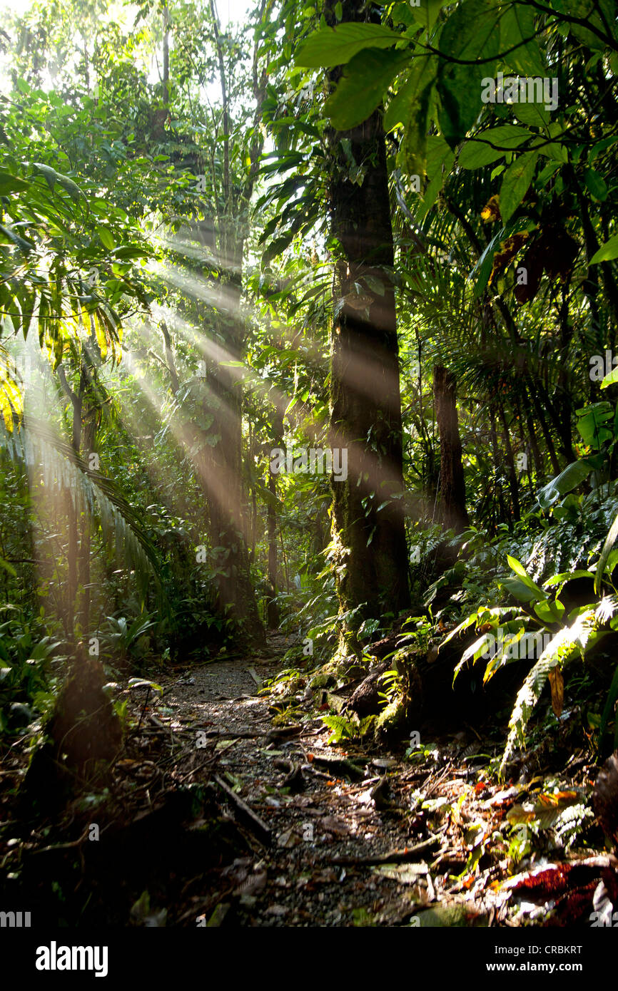 Sun rays in the dense jungle of the Braulio Carrillo National Park ...