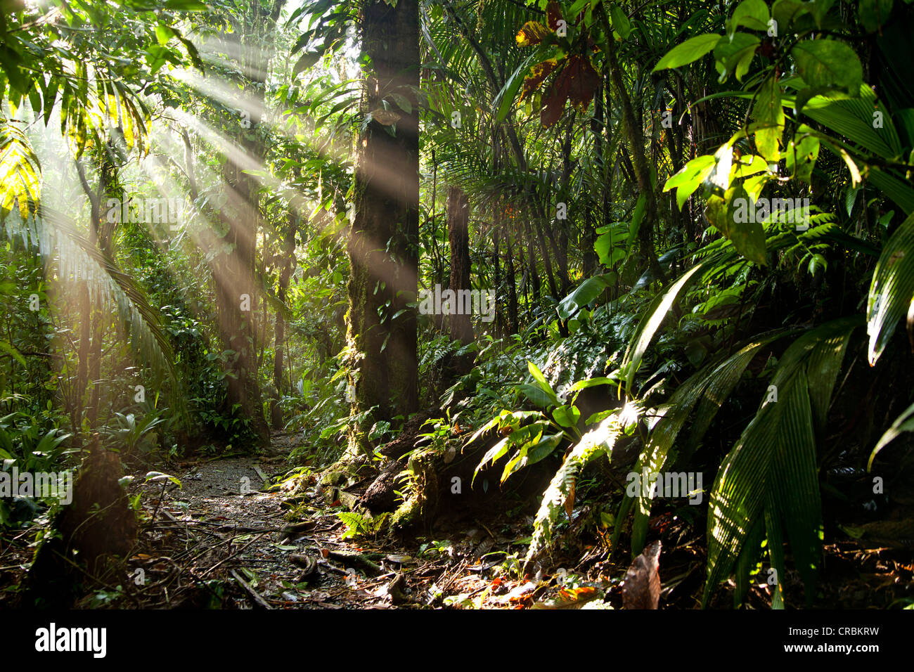 Tropical Rainforest Sunlight