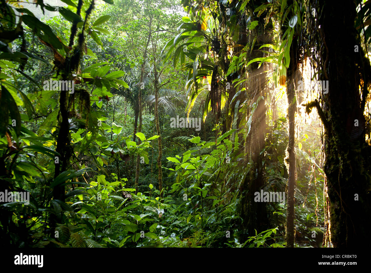 In The Dense Jungle Goodfellows Or Ornate Tree Kangaroo Against Dense