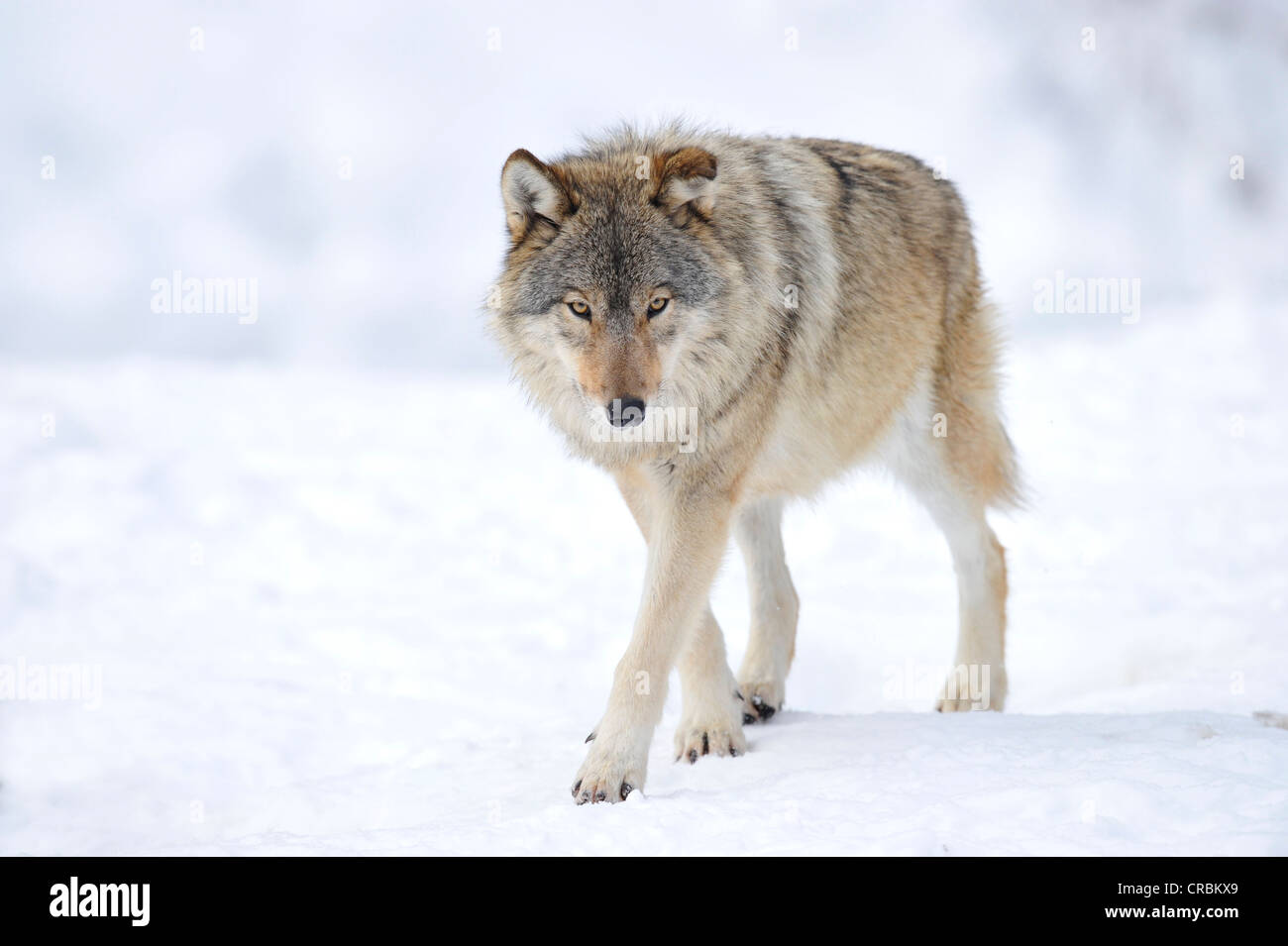 Mackenzie Valley Wolf, Canadian Timber Wolf (Canis lupus occidentalis ...