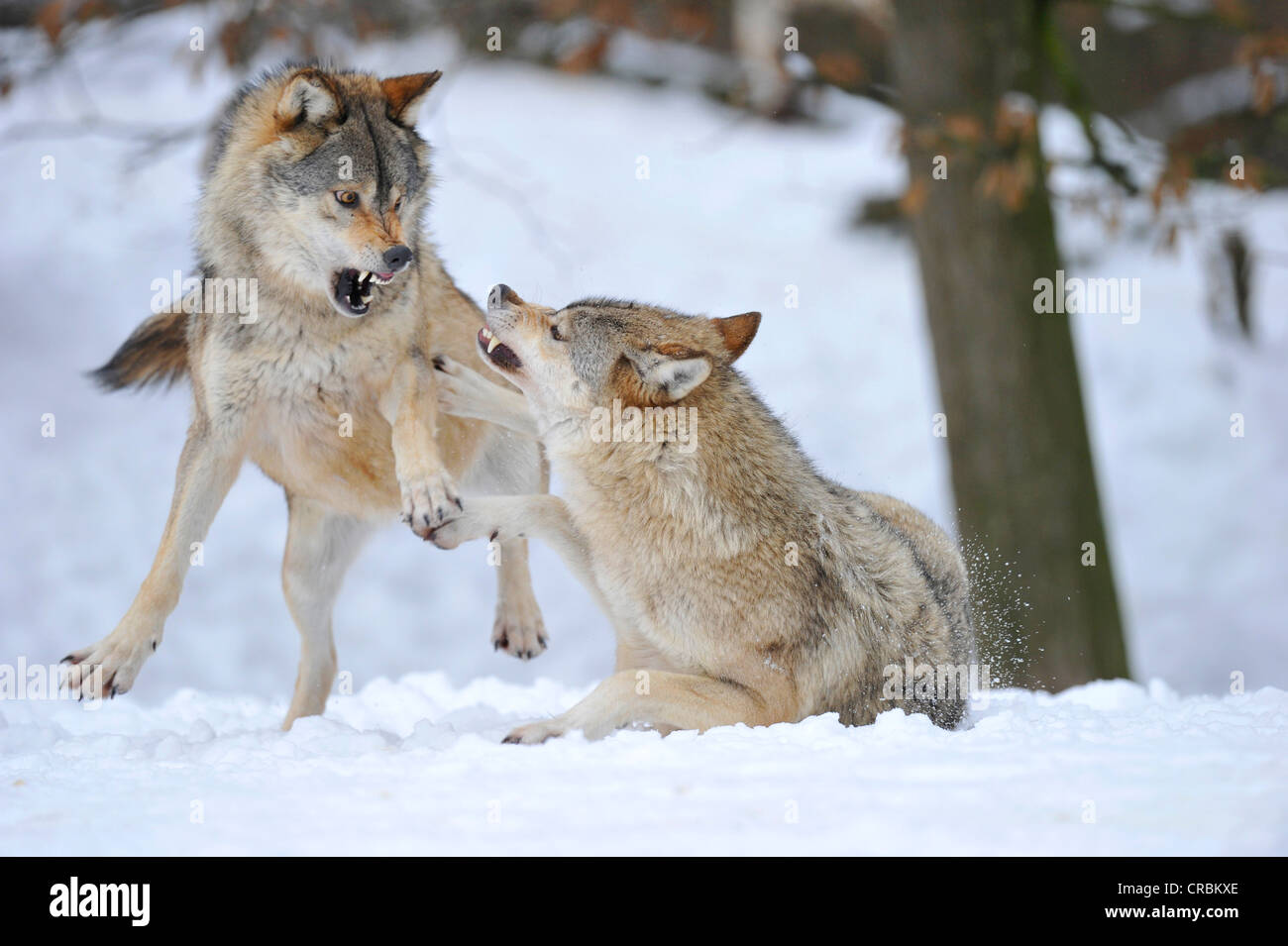 Two fighting wolves hi-res stock photography and images - Alamy