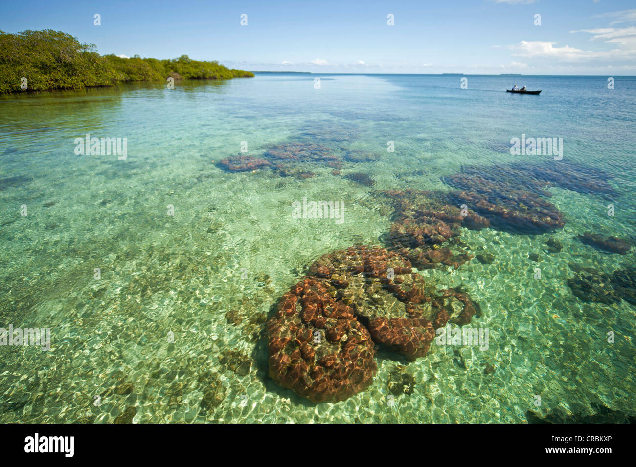 Coral in the clear water of the small Caribbean island of Coral Key ...