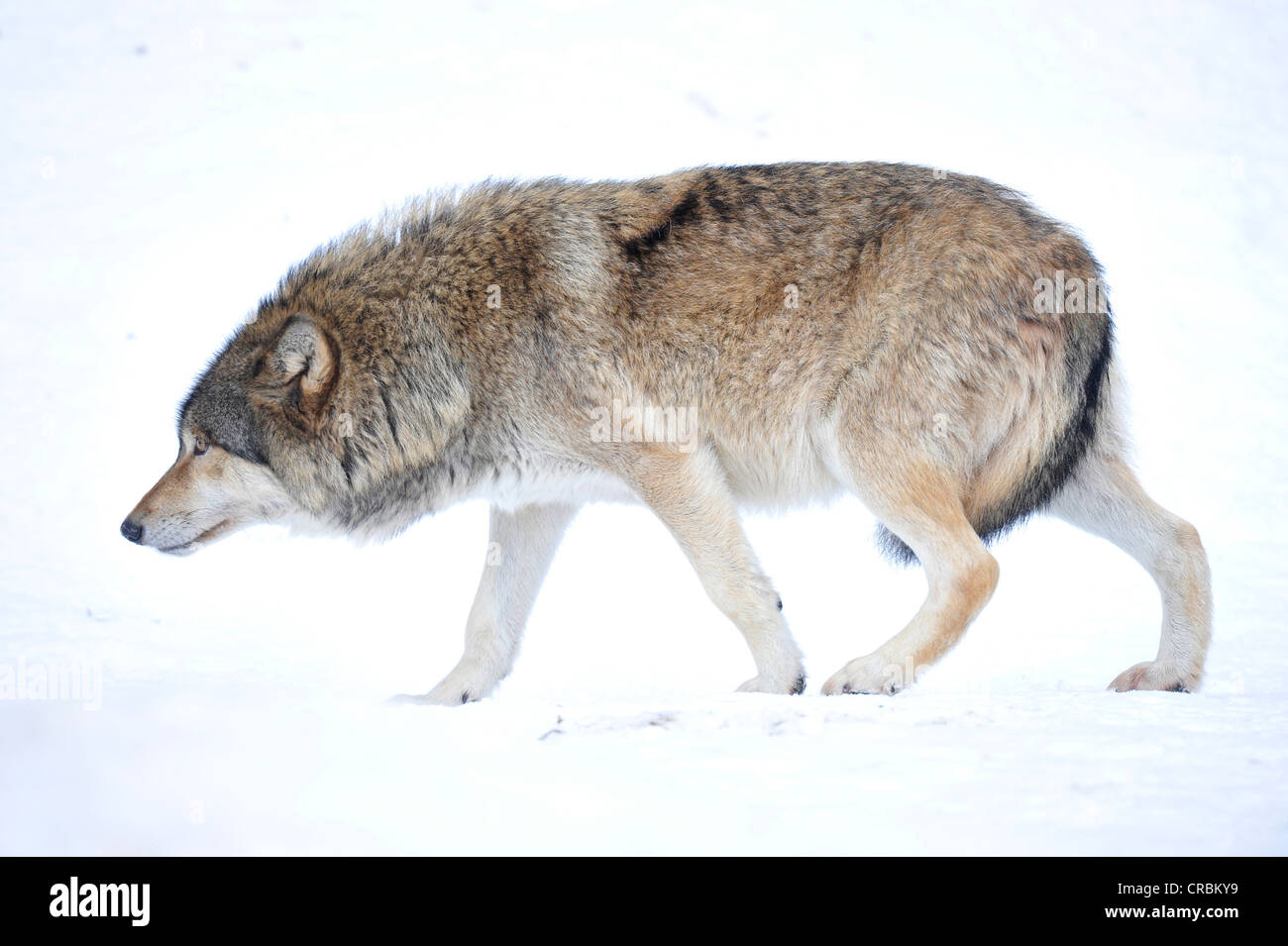 Mackenzie Wolf, Canadian wolf (Canis lupus occidentalis) in the snow ...
