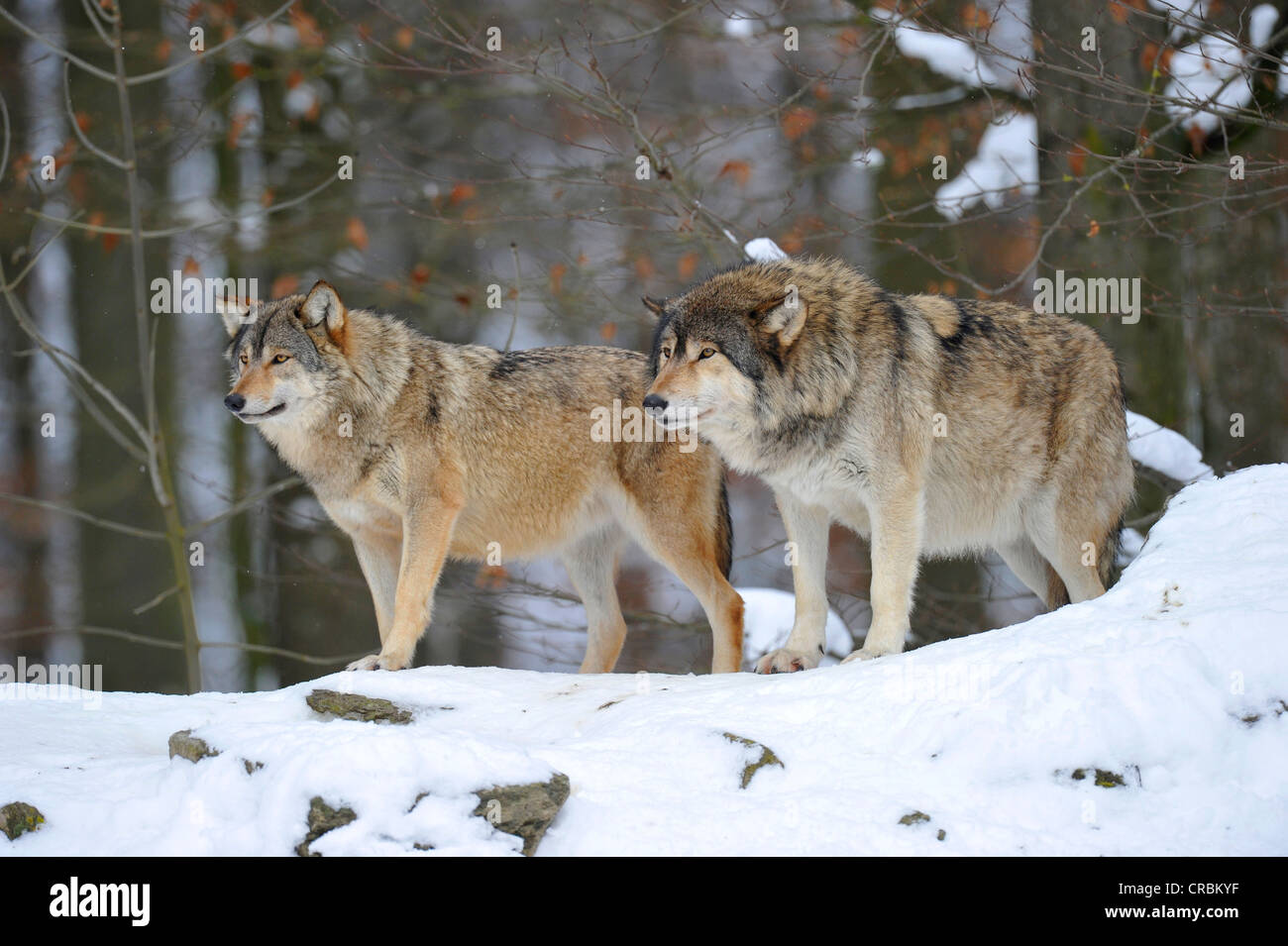 Mackenzie Wolves, Eastern wolf, Canadian wolf (Canis lupus occidentalis ...