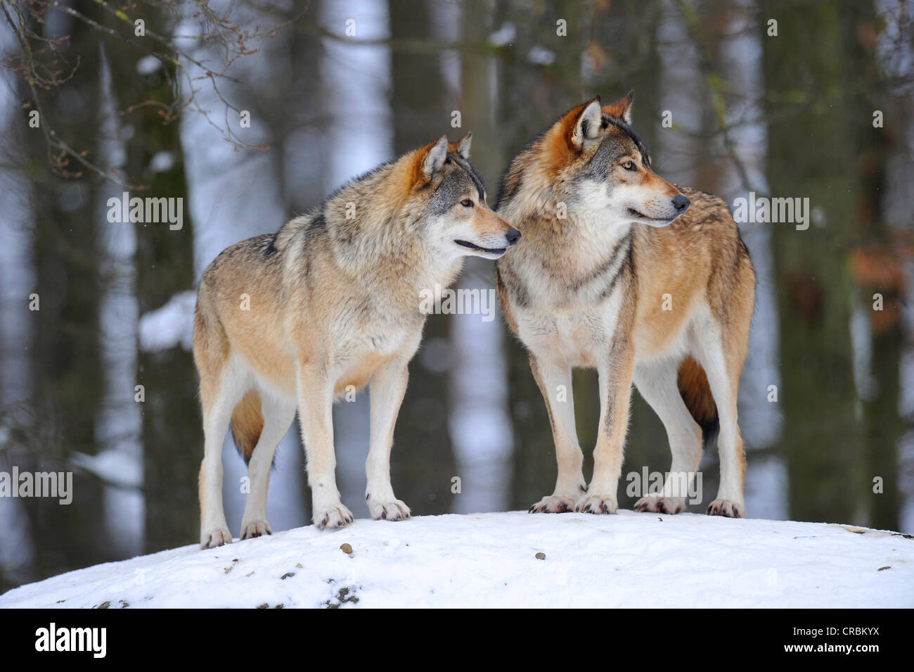 Mackenzie Wolves, Eastern wolf, Canadian wolf (Canis lupus occidentalis ...