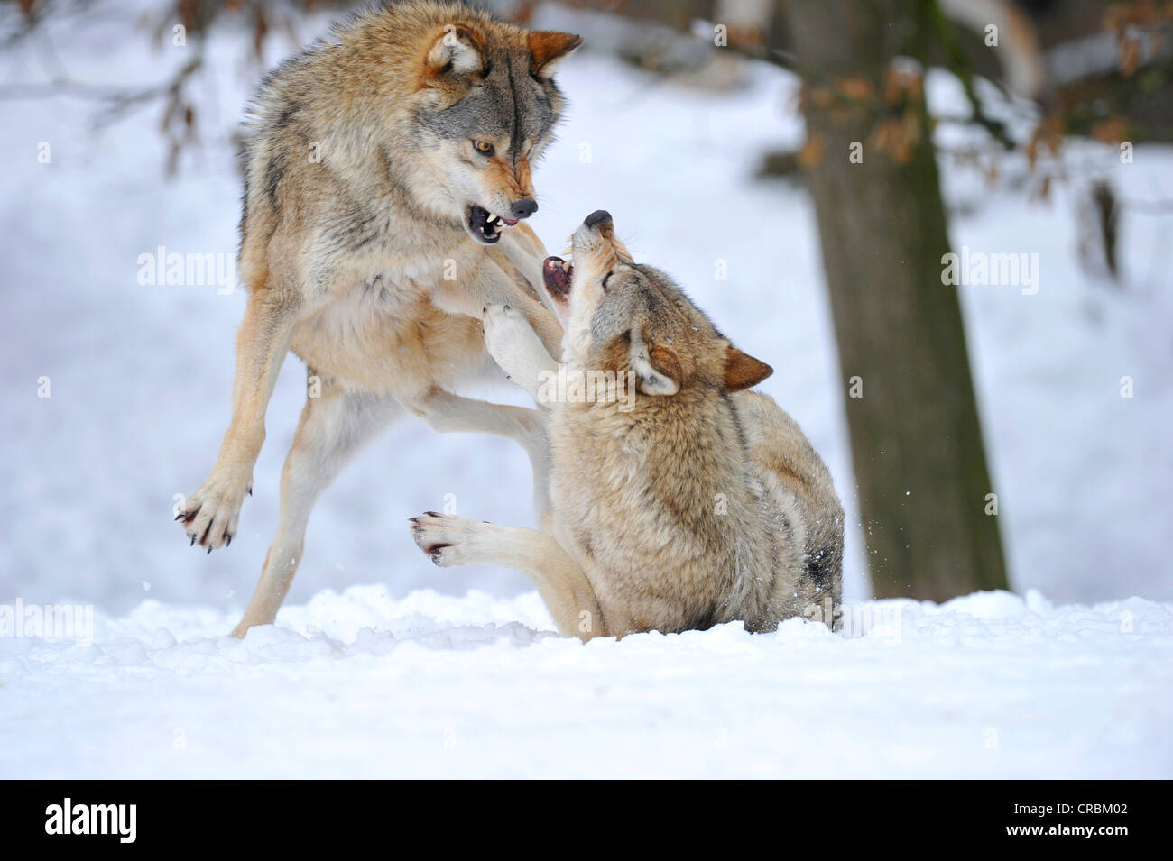 Mackenzie-Wolves, Eastern wolf, Canadian wolf (Canis lupus occidentalis ...