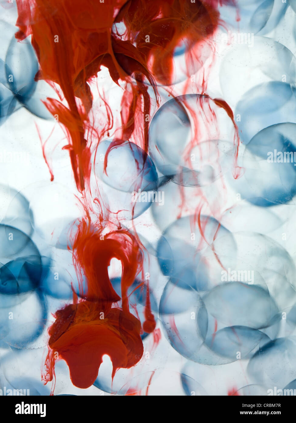 cells with blue border transparent red paint dispersed in water Stock ...