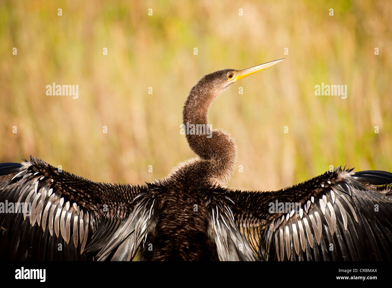 Snakebird (Anhinga anhinga) in the Everglades National Park in Florida ...