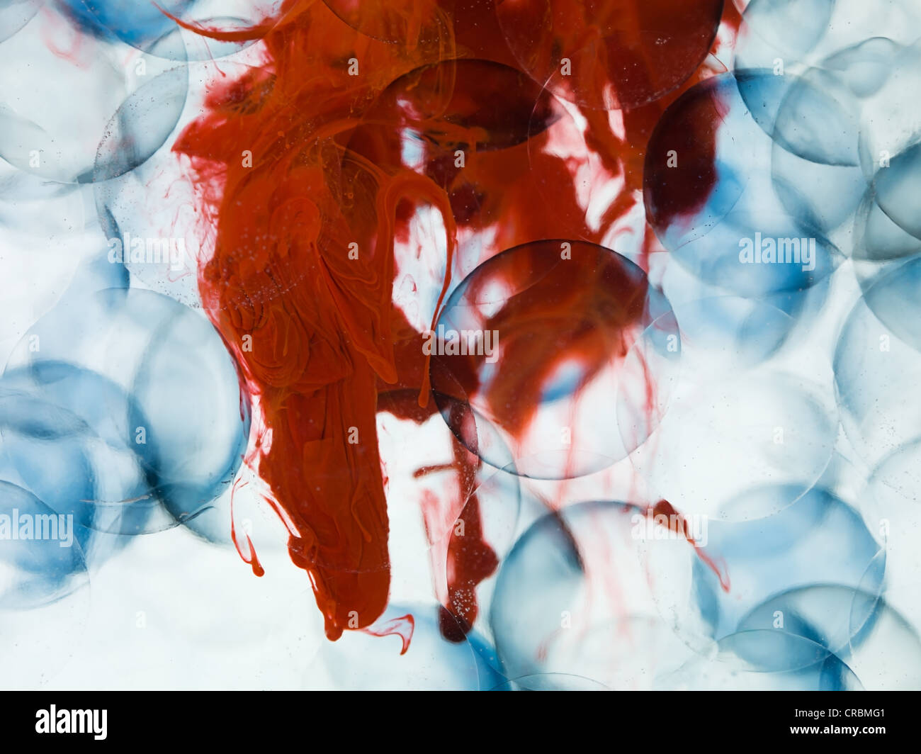 cells with blue border transparent red paint dispersed in water Stock ...