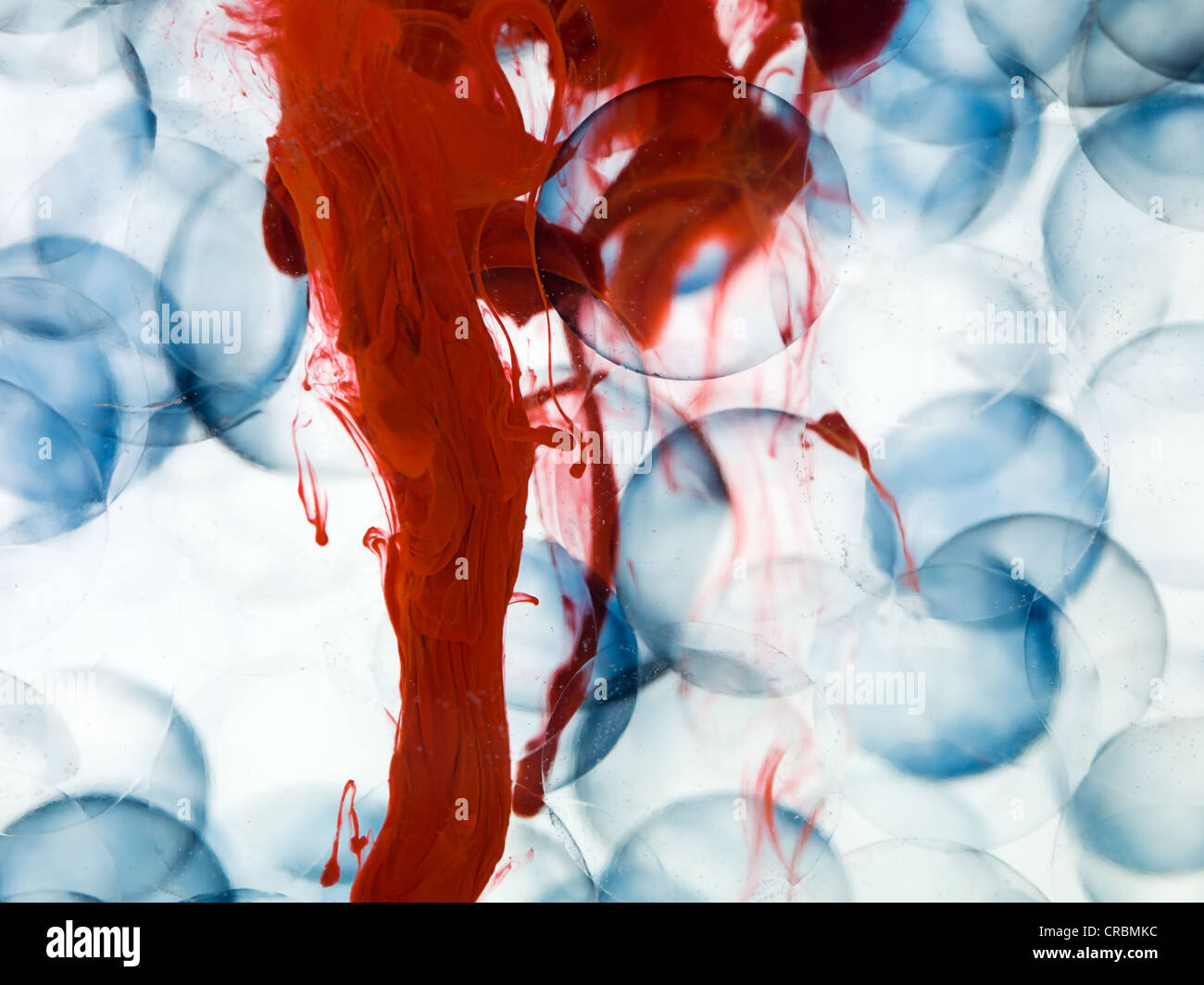 cells with blue border transparent red paint dispersed in water Stock ...