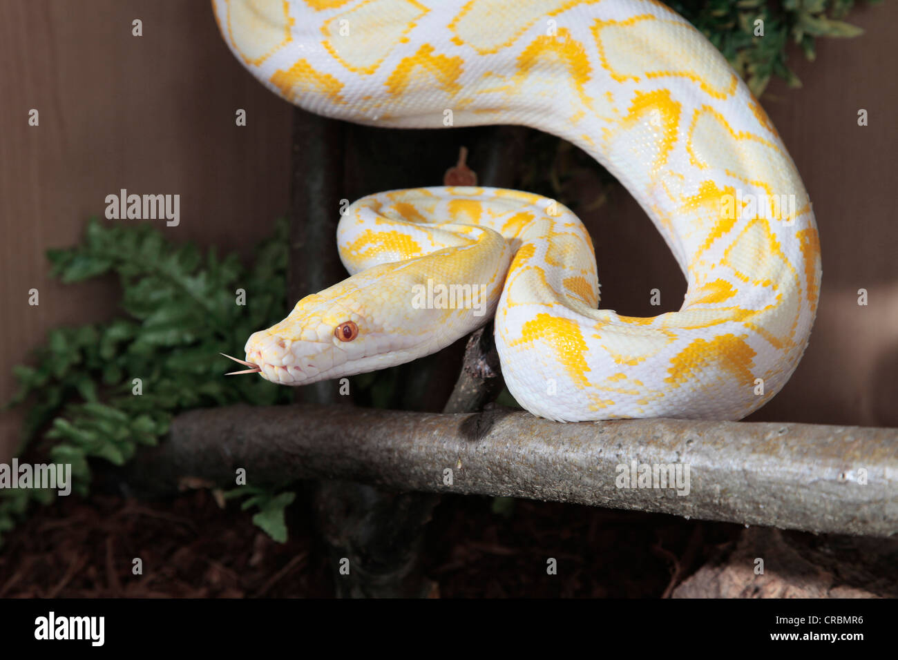 Reticulated Python from Indonesia Stock Photo - Alamy