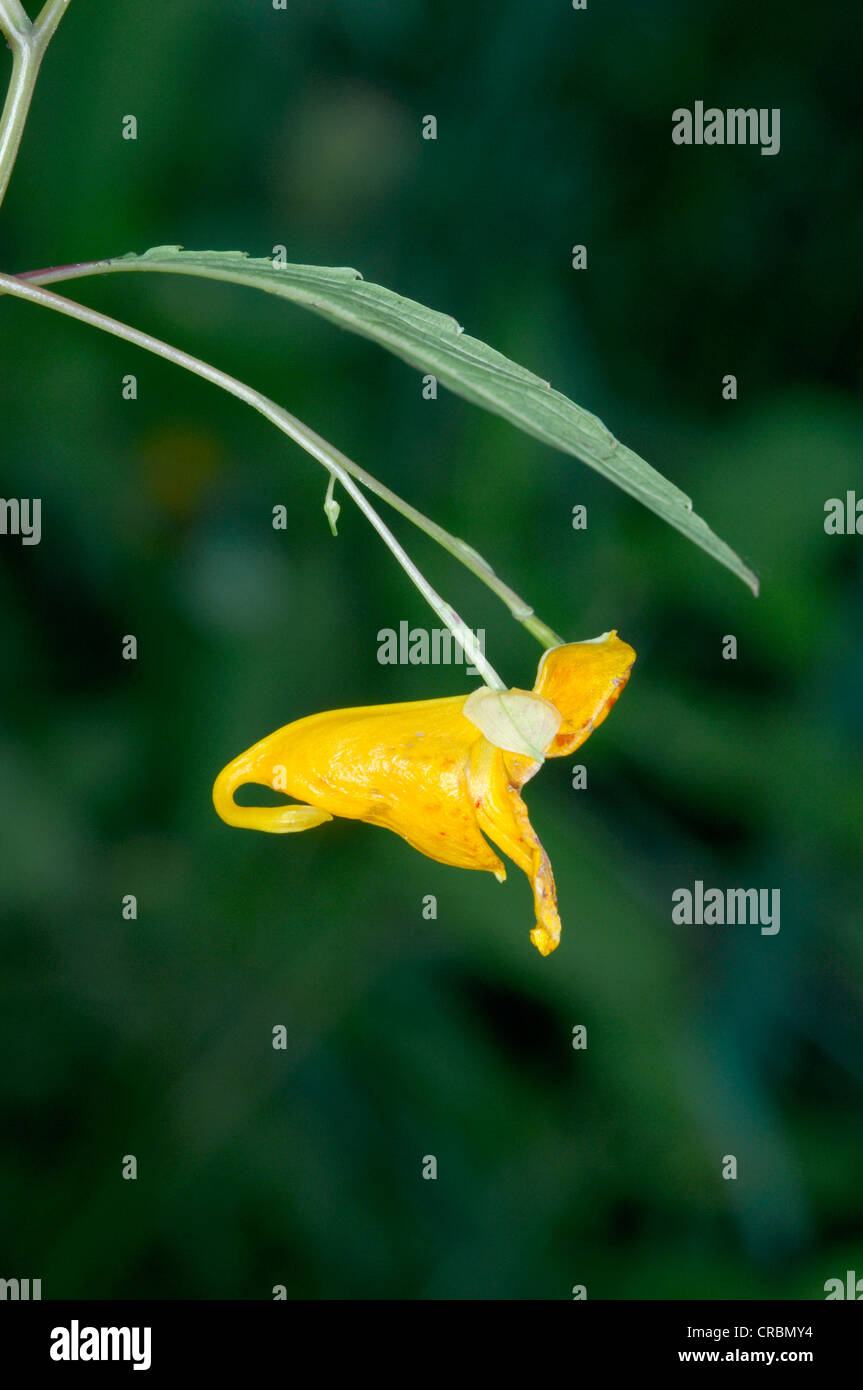 ORANGE BALSAM Impatiens capensis (Balsaminaceae Stock Photo - Alamy