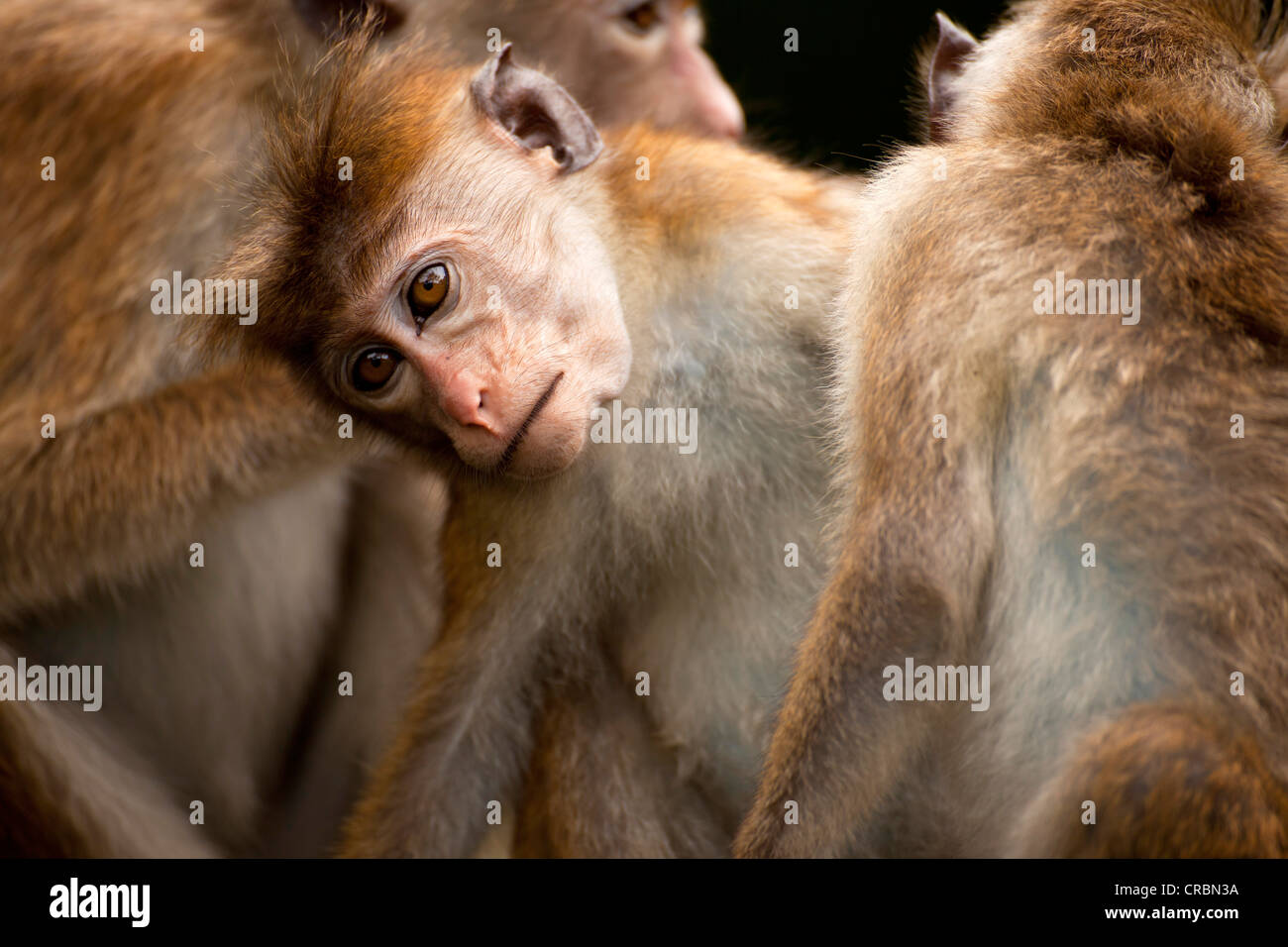 Toque macaques (Macaca sinica) grooming each other at Polonnaruwa, Sri ...