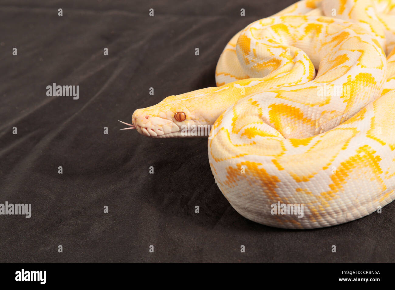 Reticulated Python from Indonesia Stock Photo - Alamy