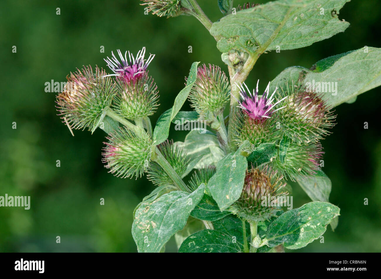 LESSER BURDOCK Arctium minus (Asteraceae Stock Photo - Alamy