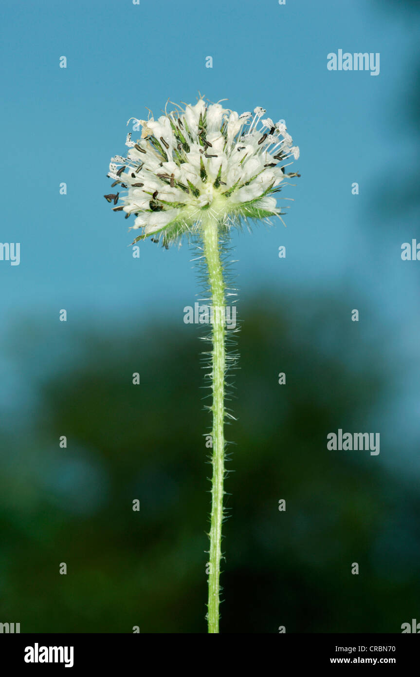 SMALL TEASEL Dipsacus pilosus (Dipsacaceae Stock Photo - Alamy