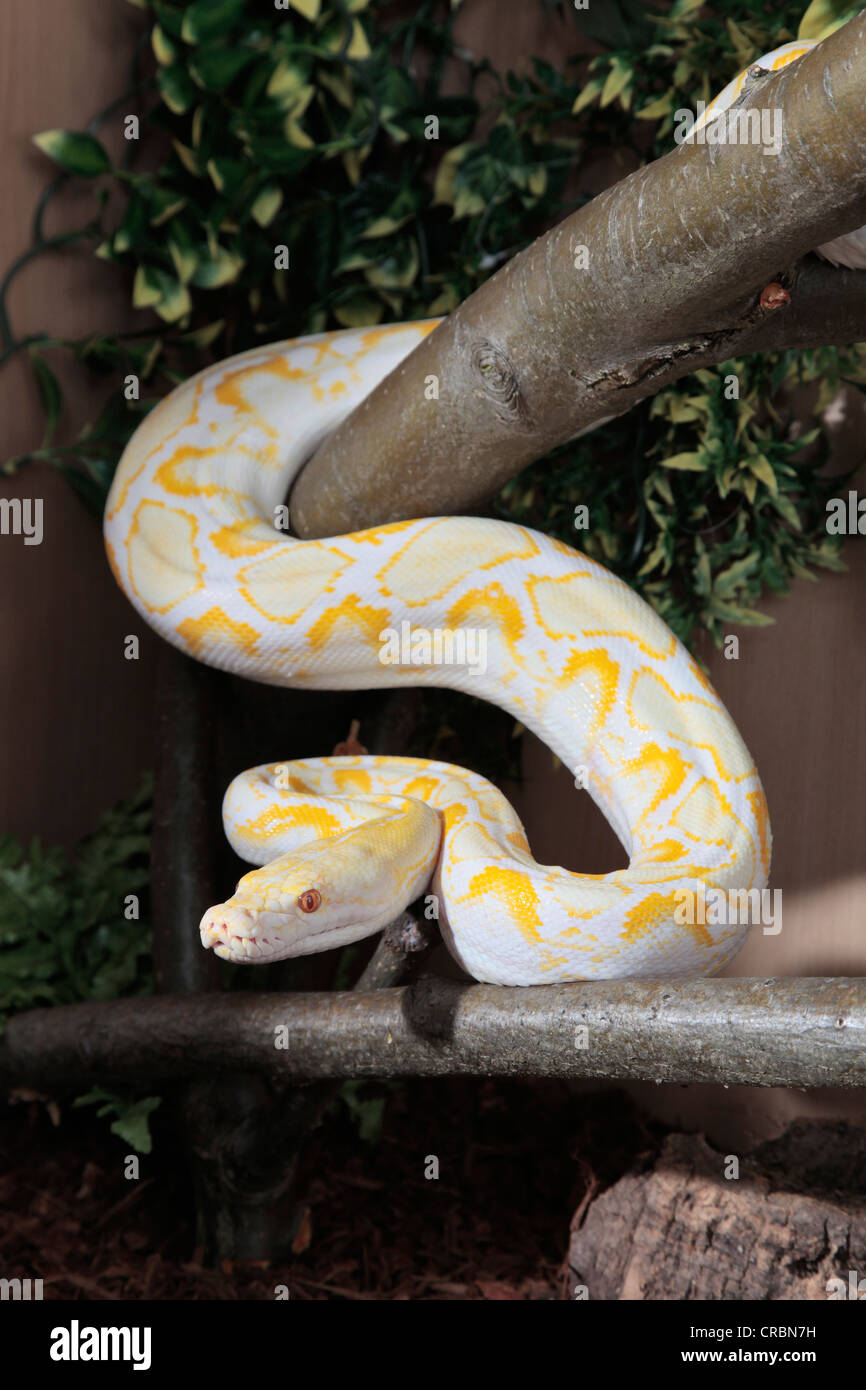 Reticulated Python from Indonesia Stock Photo - Alamy