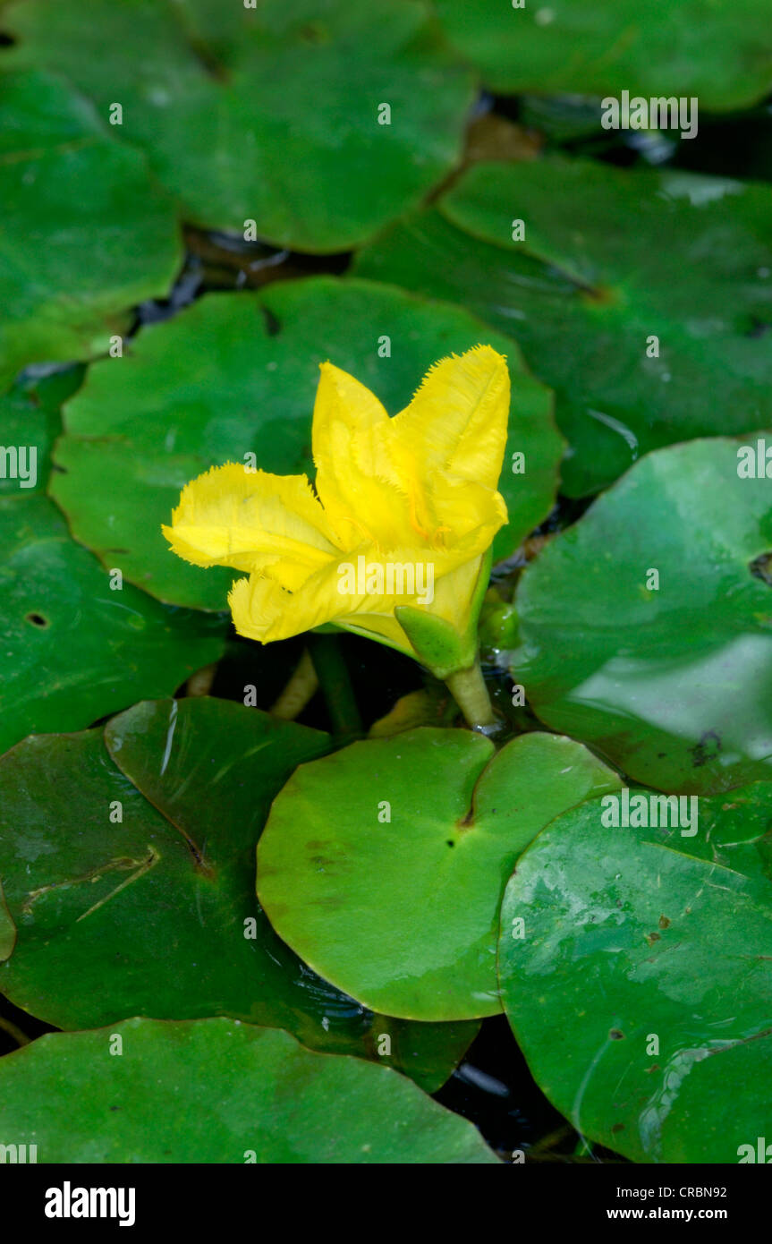 FRINGED WATER-LILY Nymphoides peltata (Menyanthaceae Stock Photo - Alamy