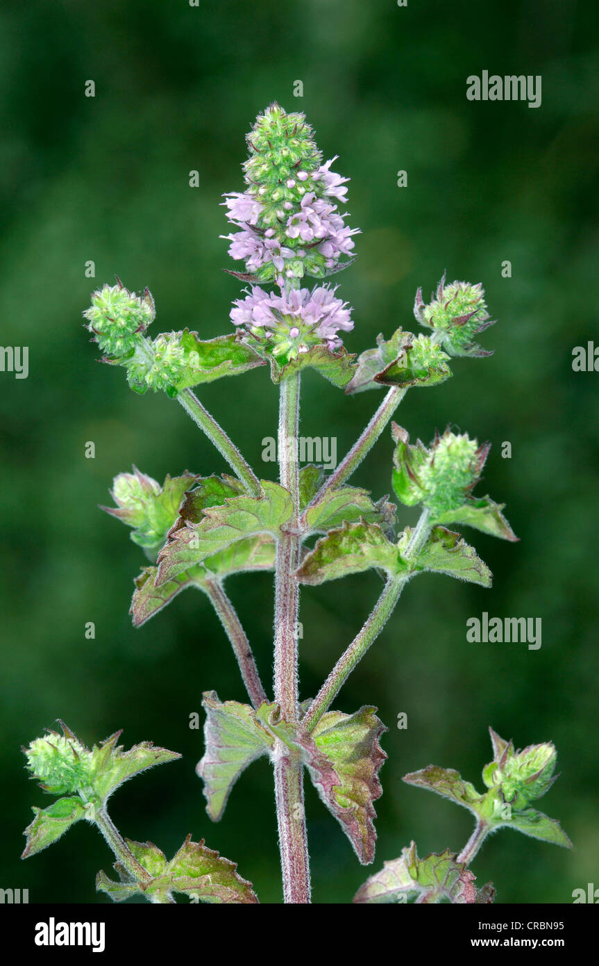 PEPPERMINT Mentha x piperata (Lamiaceae Stock Photo - Alamy