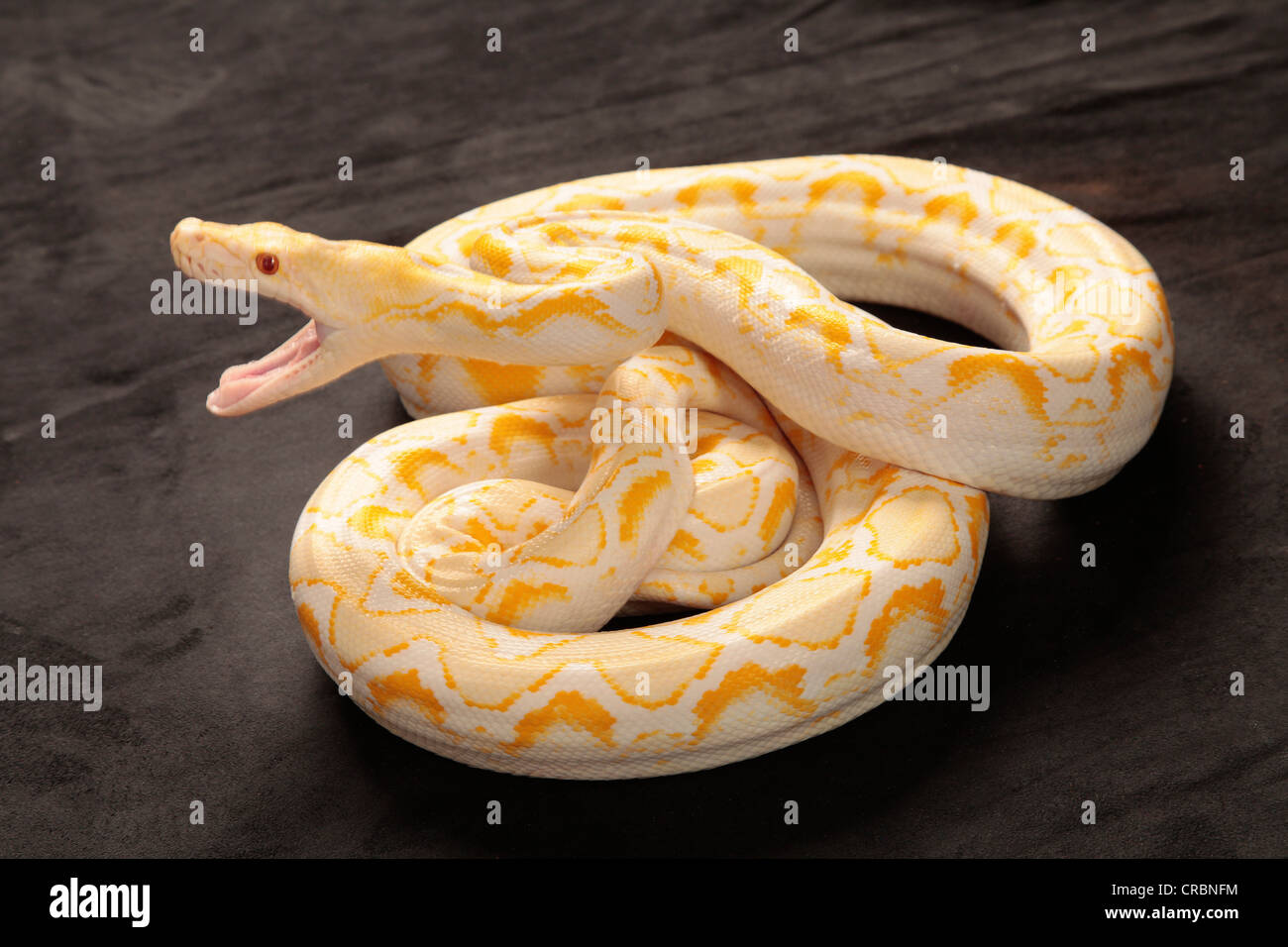 Python teeth hi-res stock photography and images - Alamy Python teeth hi-res stock photography and images - Alamy