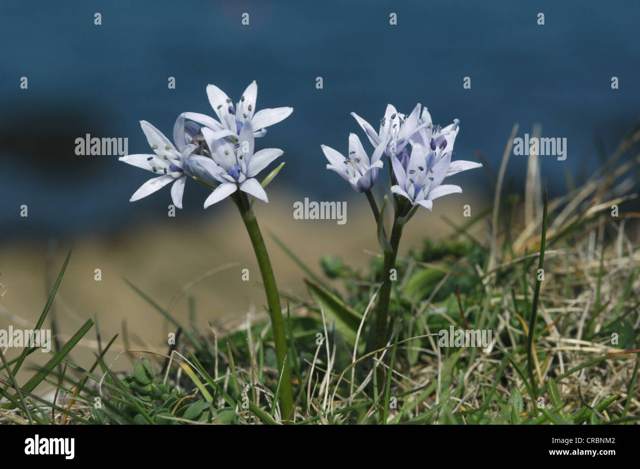 SPRING SQUILL Scilla verna (Liliaceae Stock Photo - Alamy