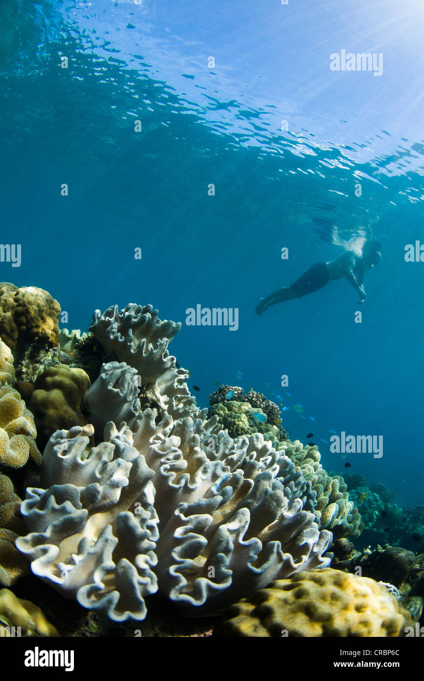 Snorkeler swimming in coral reef Stock Photo - Alamy