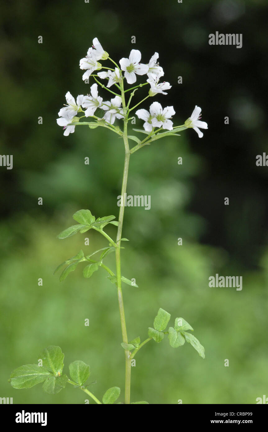 LARGE BITTER-CRESS Cardamine amara (Brassicaceae Stock Photo - Alamy