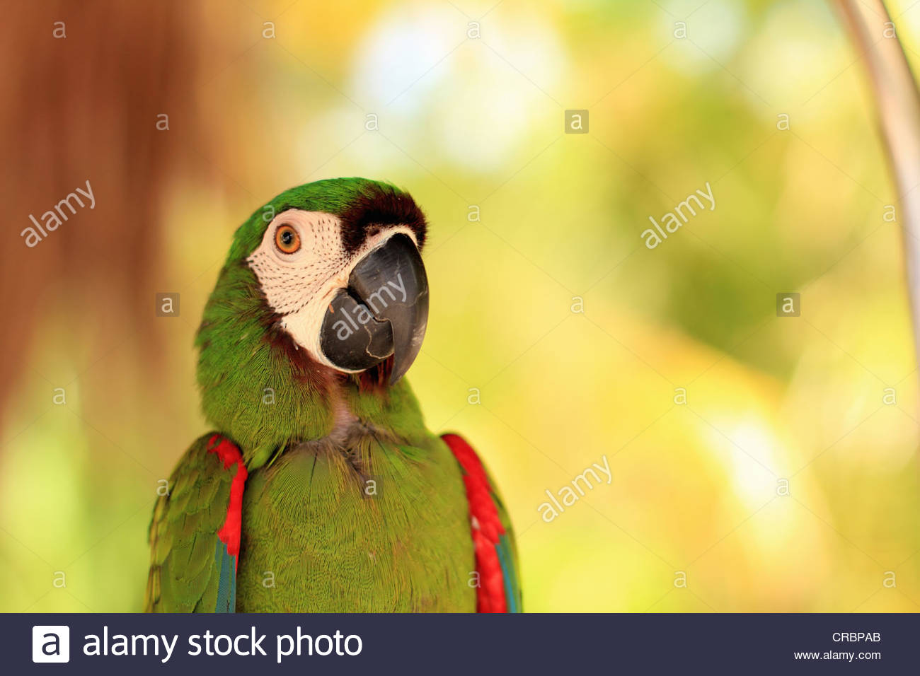 Colourful Parrots High Resolution Stock Photography and Images - Alamy