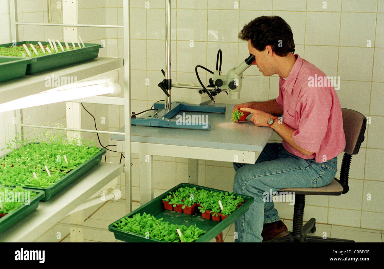 Institute of Plant Genetics and Crop Plant Research Stock Photo - Alamy